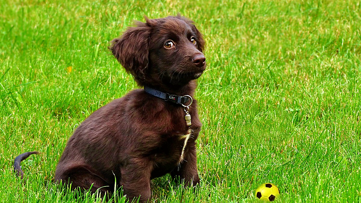 9 signs of stress in dogs that many mistake for bad behavior (and ...