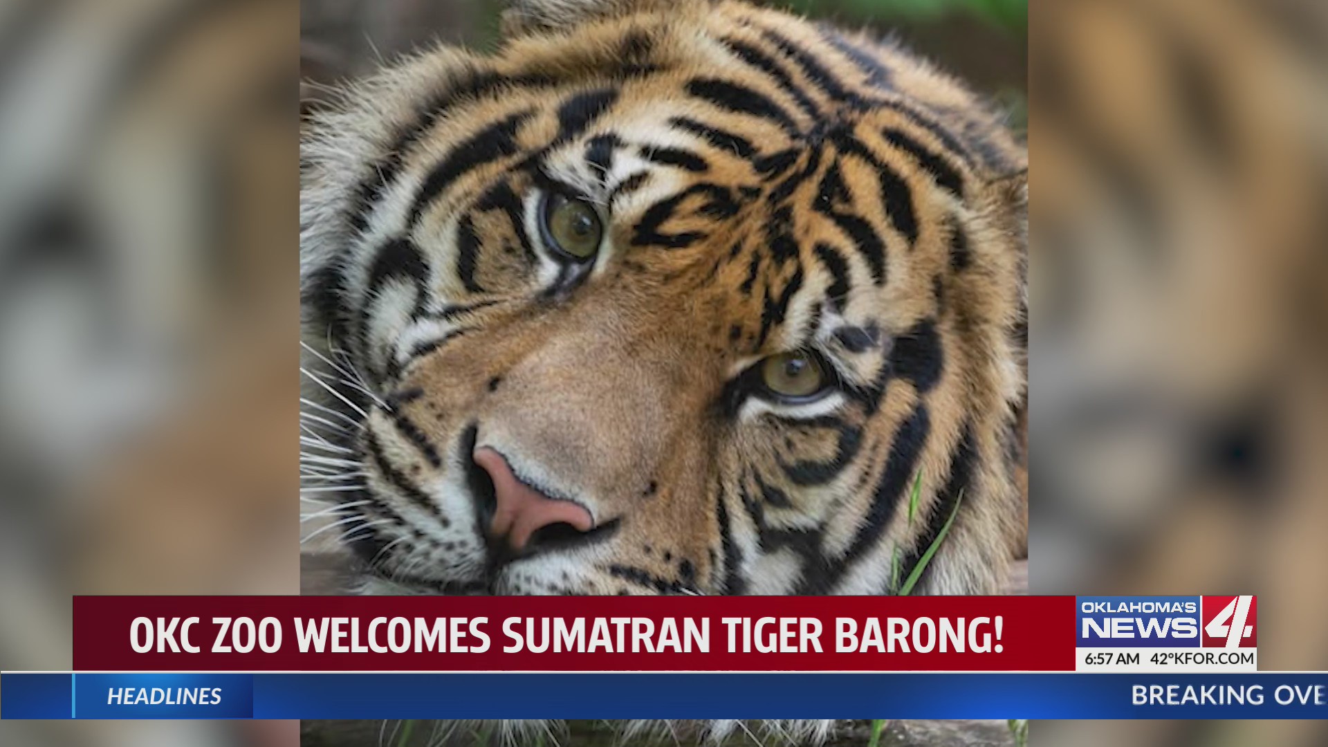 OKC Zoo welcomes Sumatran tiger Barong!