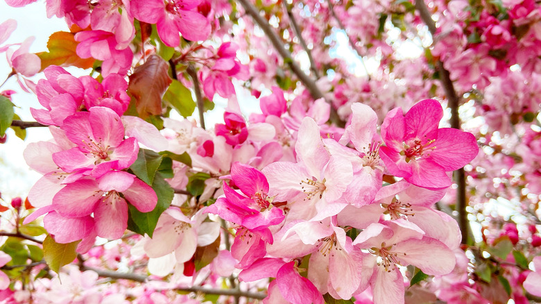 15 small trees that won't overtake your yard