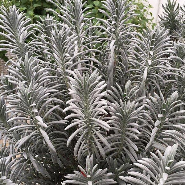 Every garden needs one plant that thrives on neglect – these are the 6 ...