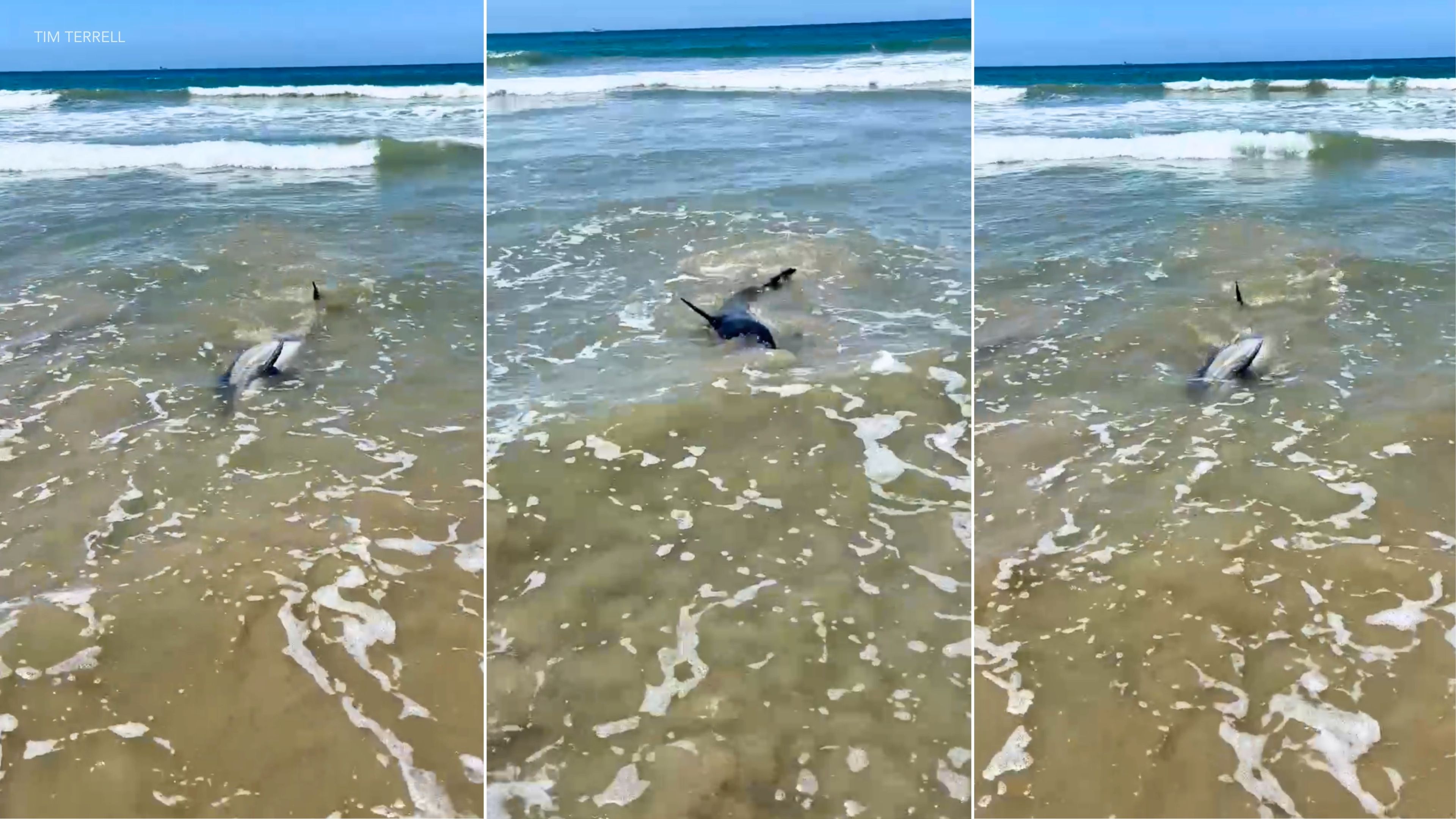 Dead dolphin, distress video raise concern in OC
