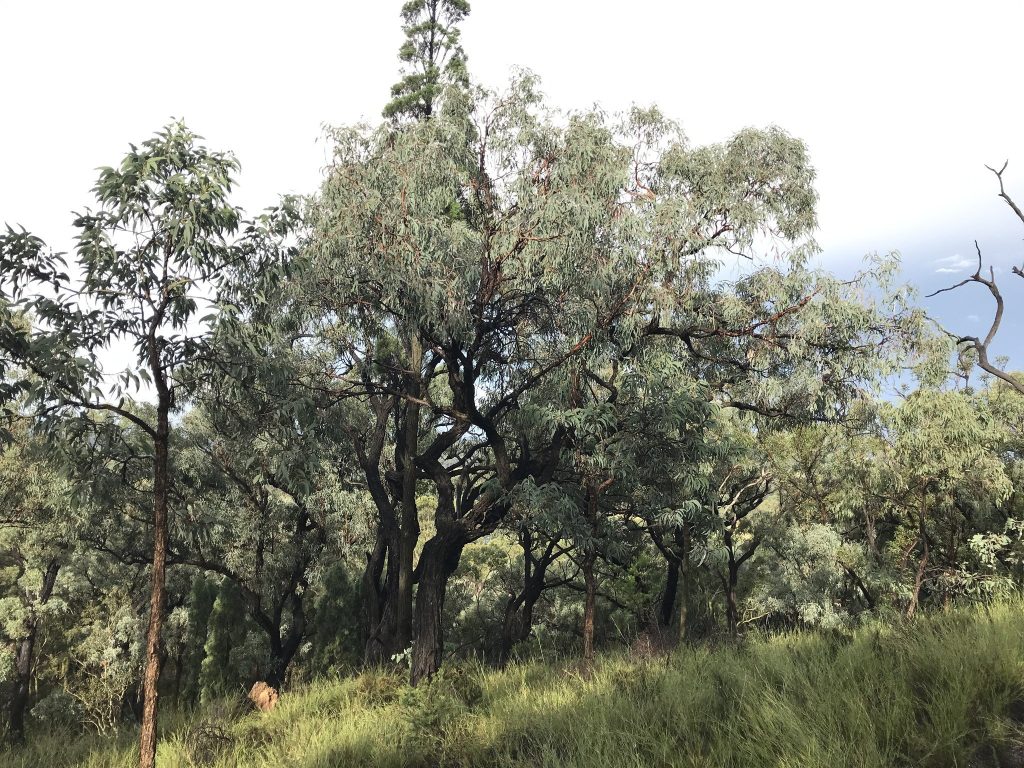Report warns 1 in 6 plant species could be wiped out in 75 years