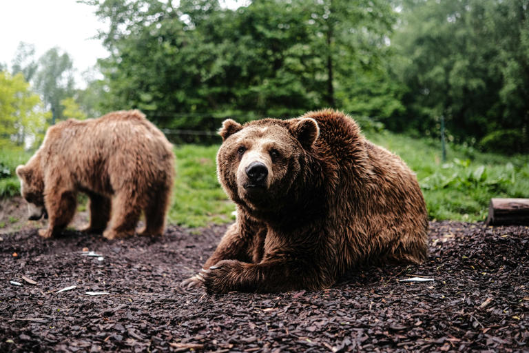 How to tell if a bear has wandered near your cabin before it’s too late