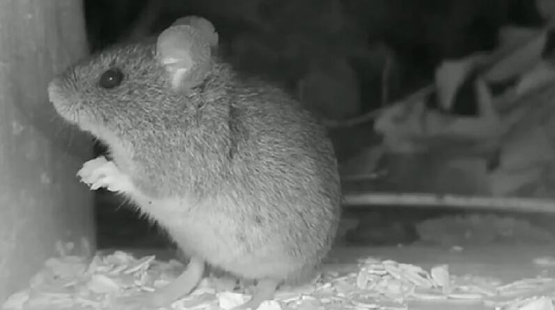 Colilargo, el ratón silvestre de Chile y Argentina que transmite la ...