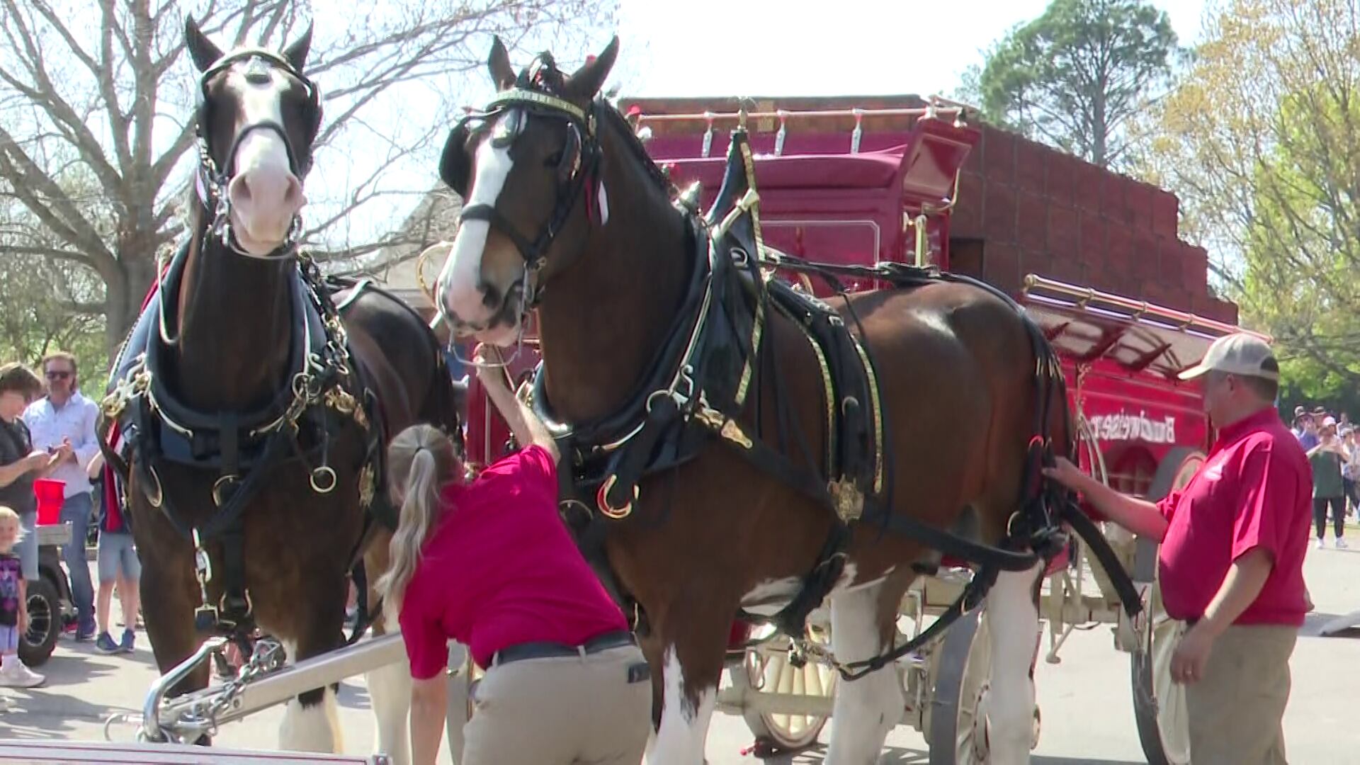 Budweiser Clydesdales are coming to Evansville, here’s when you can see ...