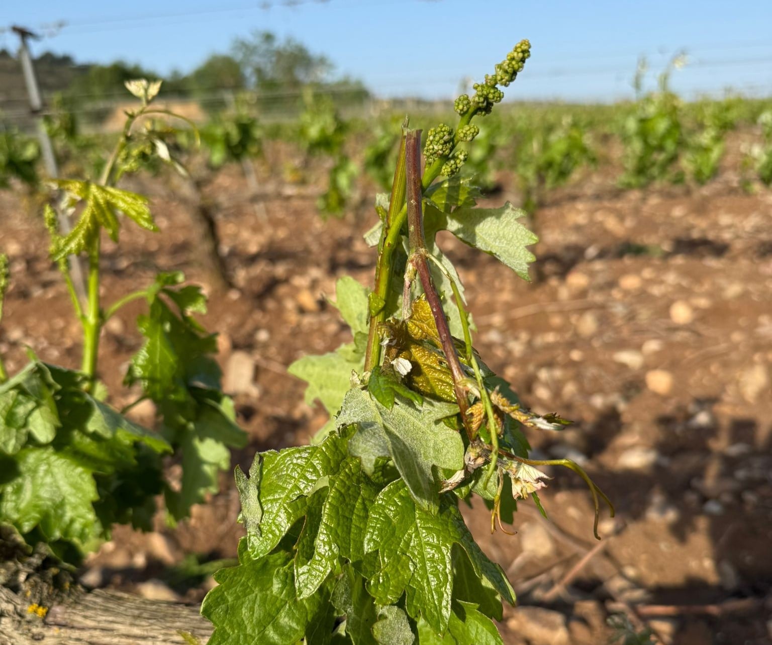 El granizo golpea en tres semanas unas 1.400 hectáreas de viña en Rioja