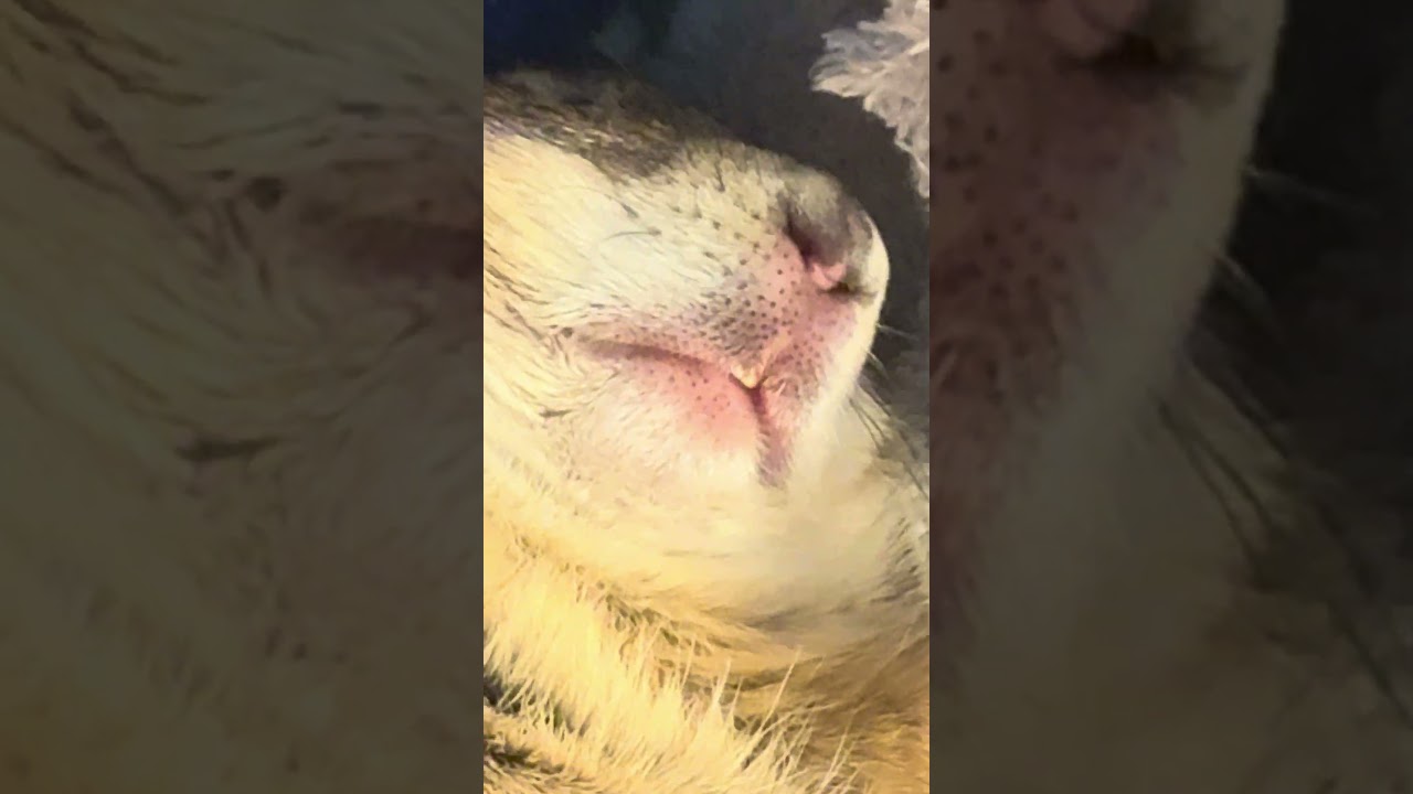 Sleepy prairie dog wakes up with the most heartwarming reaction