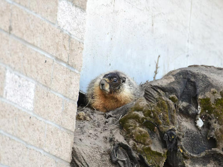 Une marmotte à ventre jaune observée dans le nord de la C.-B.