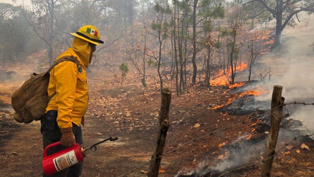 Incendios forestales en México: ¿cuáles son los estados más afectados?