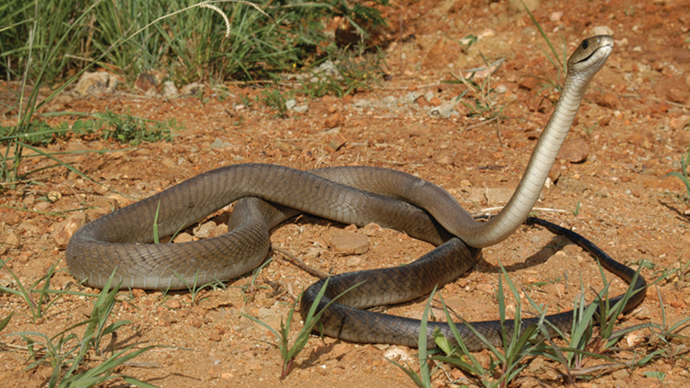Black mambas are not actually black: 10 interesting facts about the ...