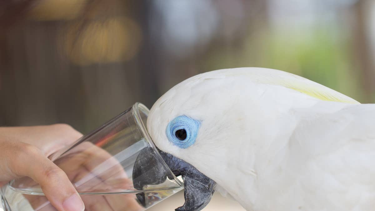 Cockatoo’s morning cup of tea has him smiling ear to ear