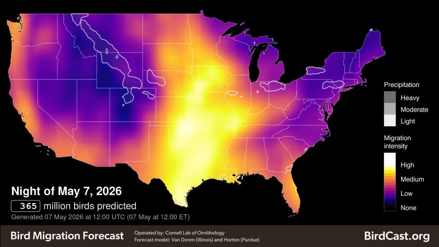 Look up: Bird migration over Kansas could be big tonight