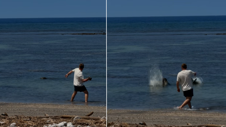 Hawaii monk seal rock thrower arrested, to appear in Seattle court
