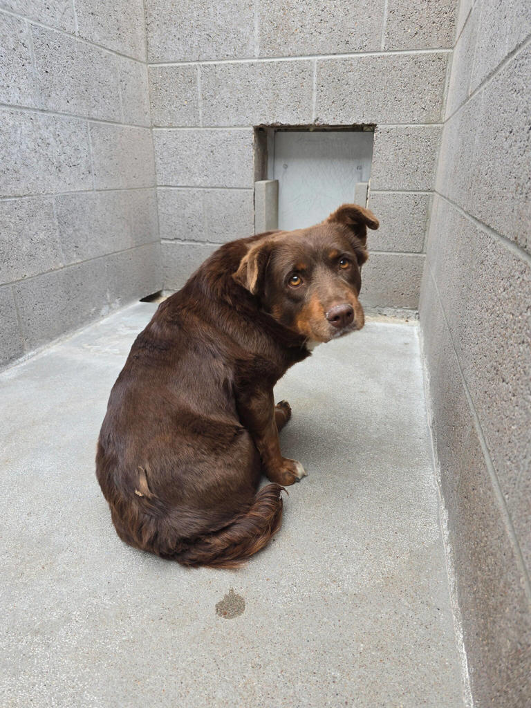 Paralyzed dog wasn't supposed to walk again — then she proves everyone ...