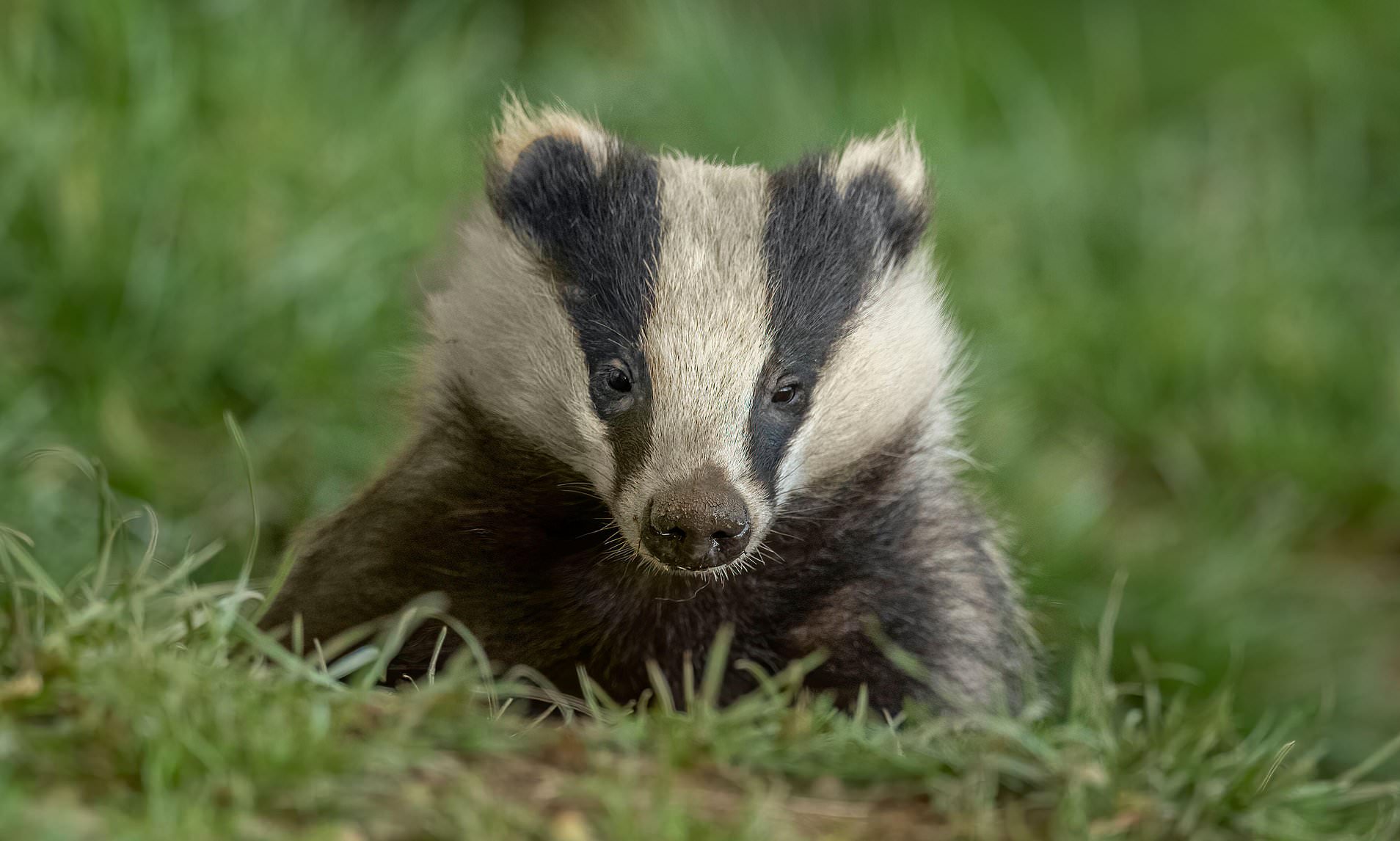 £50m windfarm had been delayed because of pheasant's eggs, only for a ...