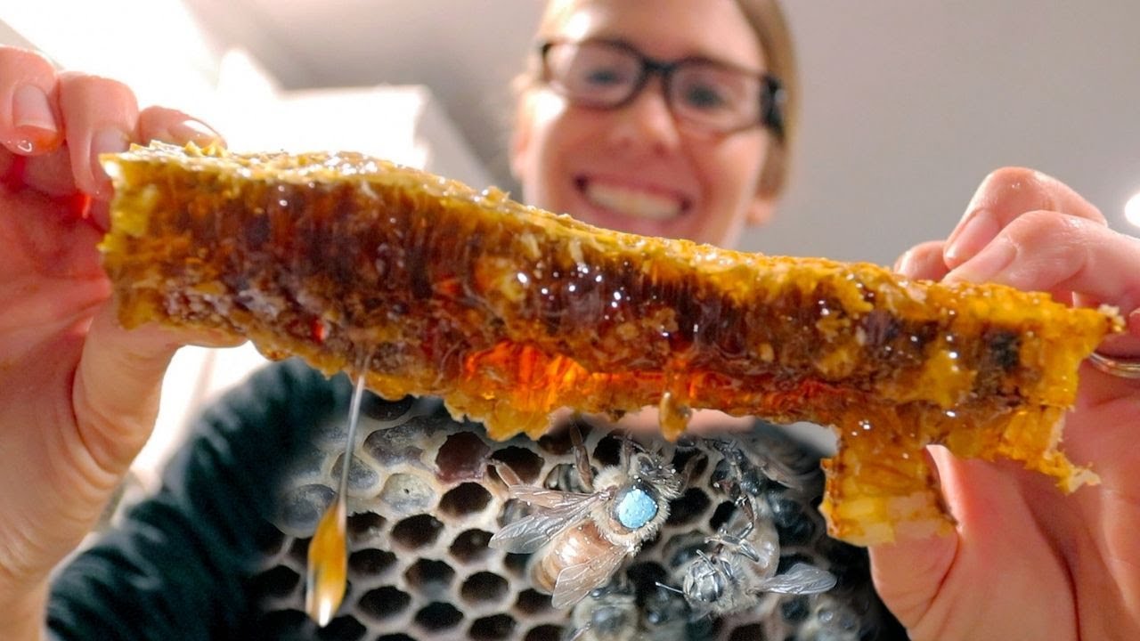 What’s happening to our bees?