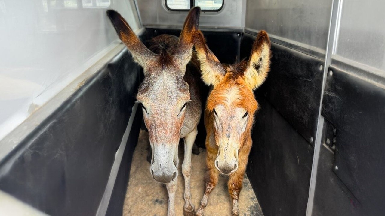 Terrified donkeys didn’t trust anyone - until their lives took a ...