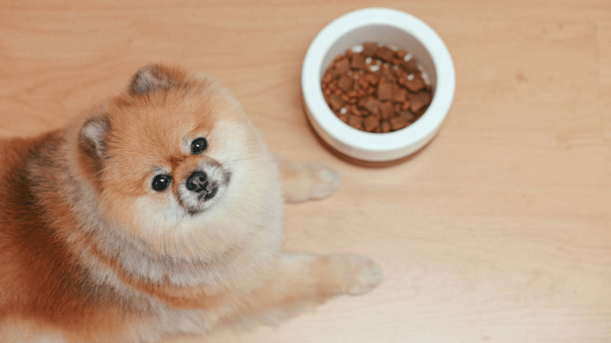 Living room legends: 7 vet-approved hacks to kill canine boredom indoors