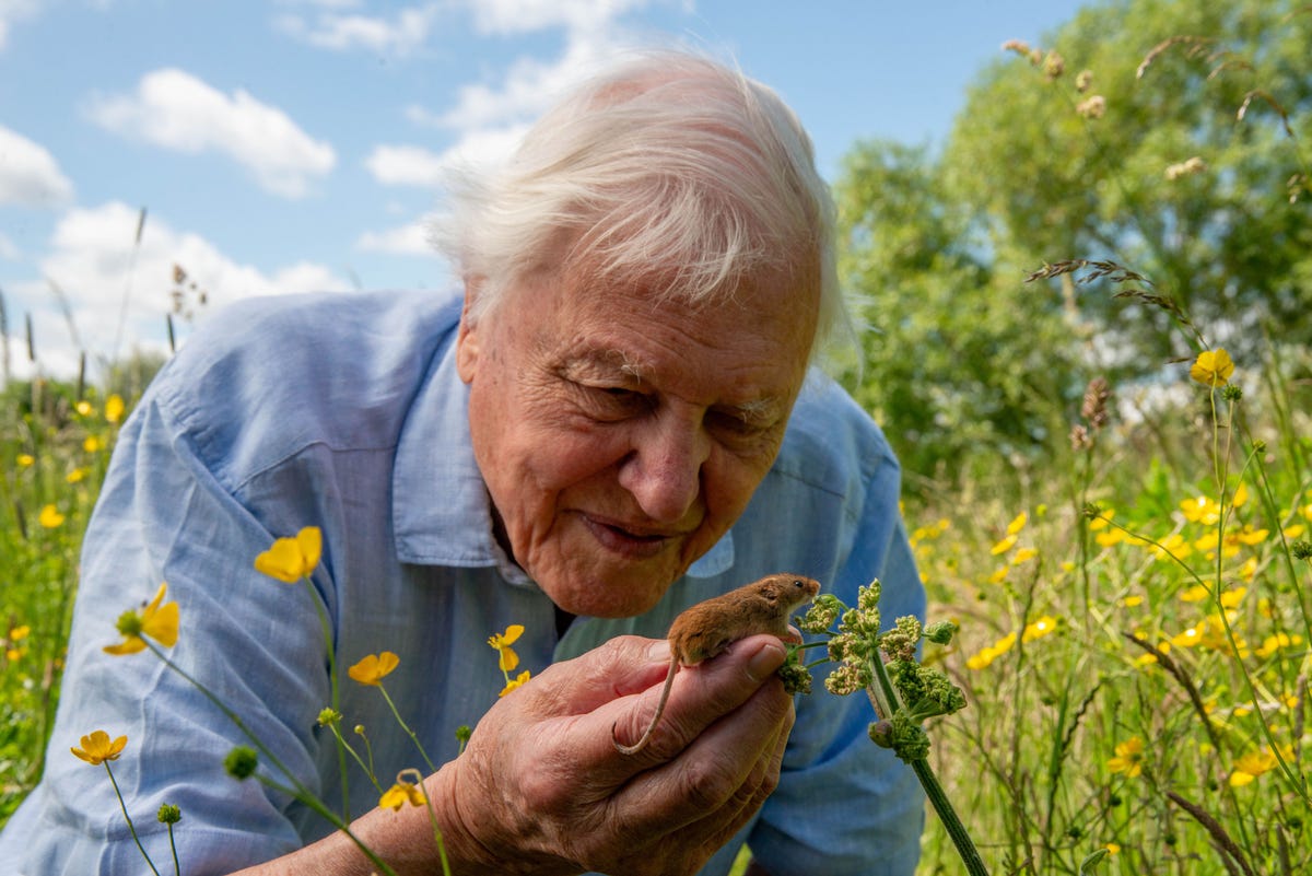 Sir David Attenborough "overwhelmed" ahead of 100th birthday as he ...