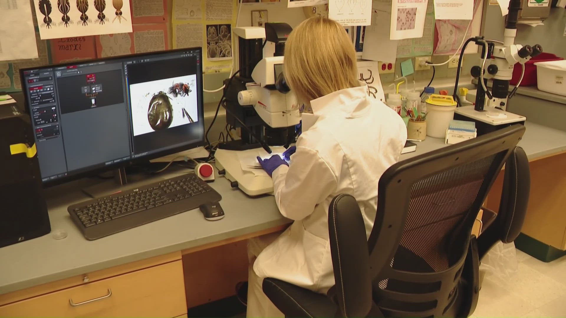 Maine researchers study why Lyme disease symptoms can last for years