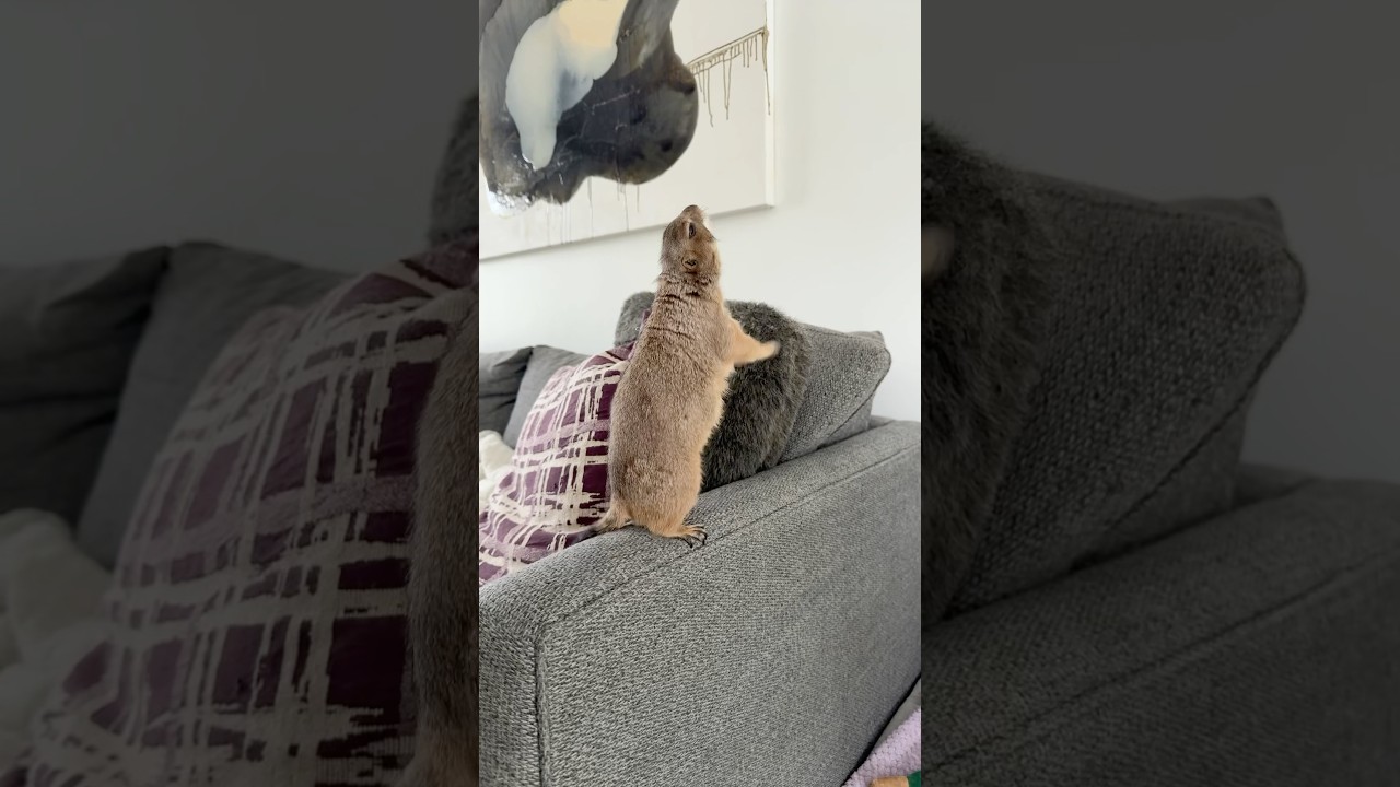 This prairie dog’s wahoo is the best way to start your day