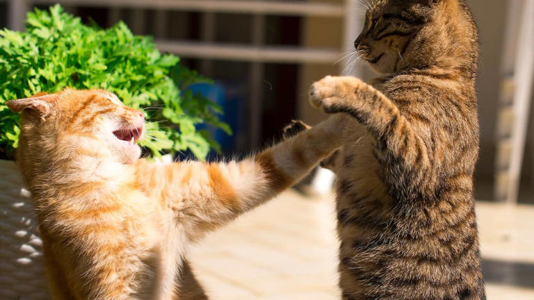 2 cats have a 'thumb war' before every fight and it's hysterical
