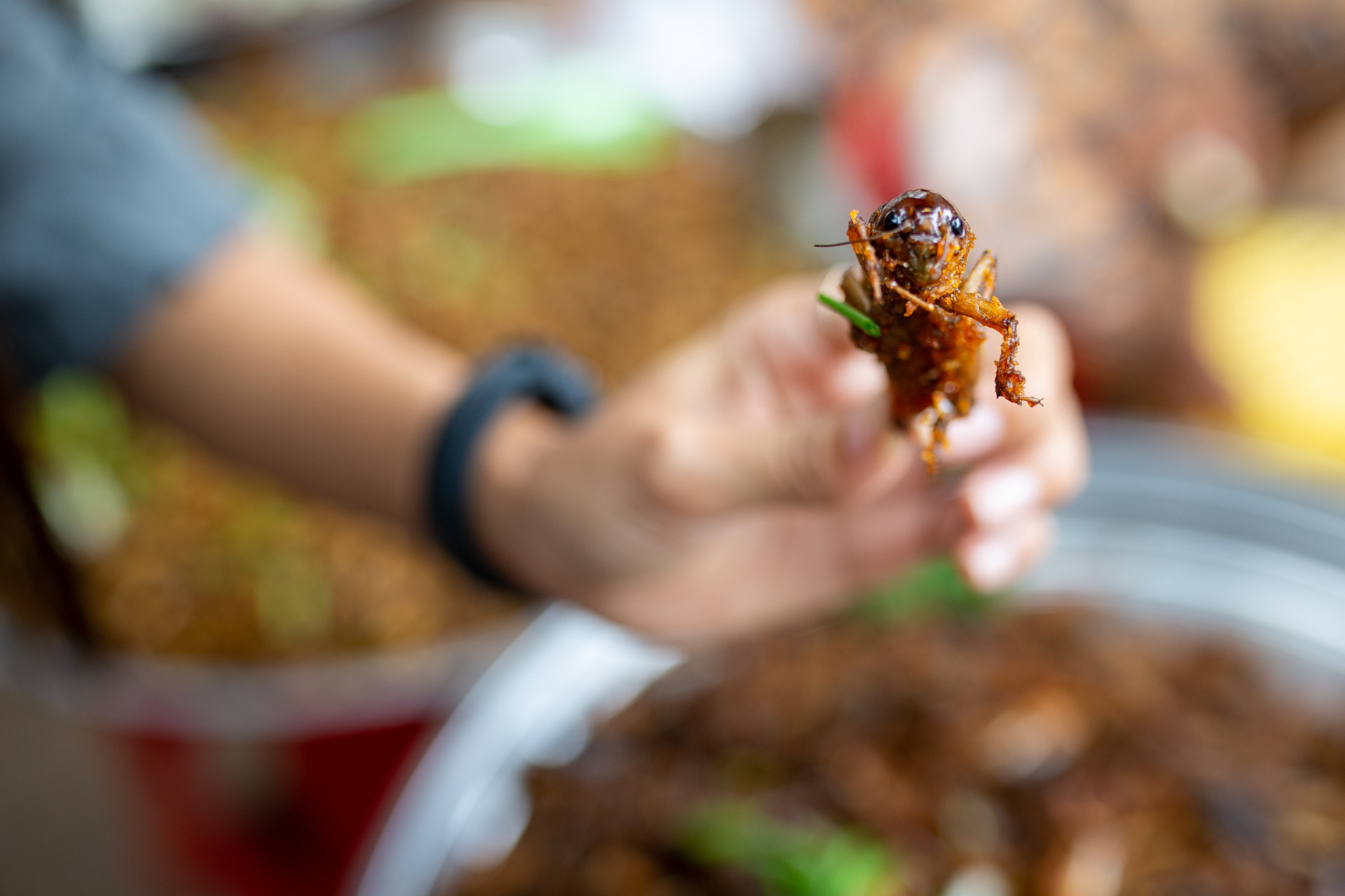 Could edible insects be the food of the future?