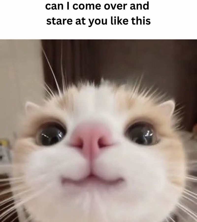 A taste of memes that may be moreish