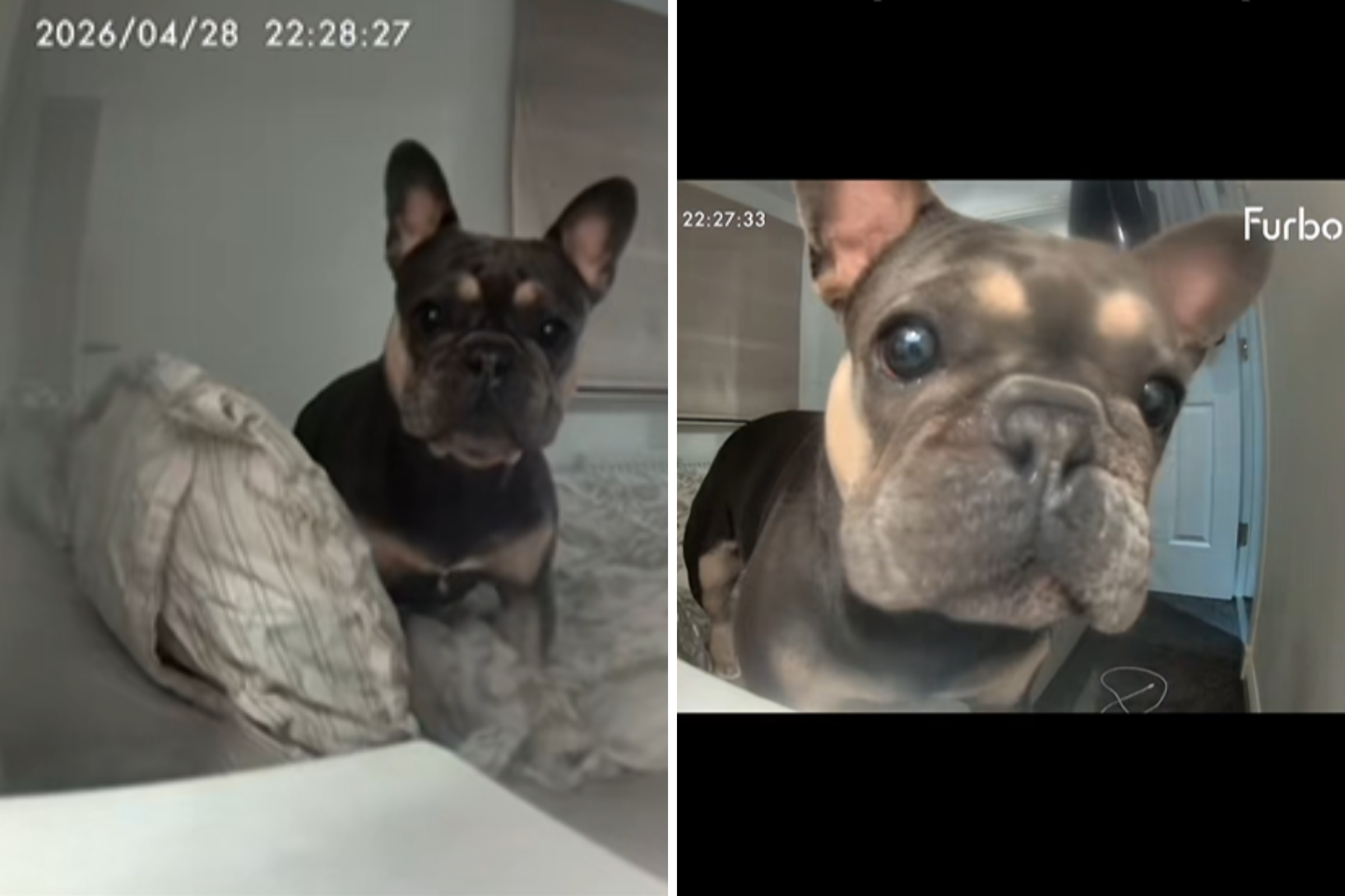 Moment French bulldog realizes his pet cam also has another purpose