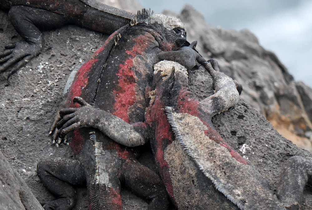 15 rare wildlife species seen on Galapagos cruises