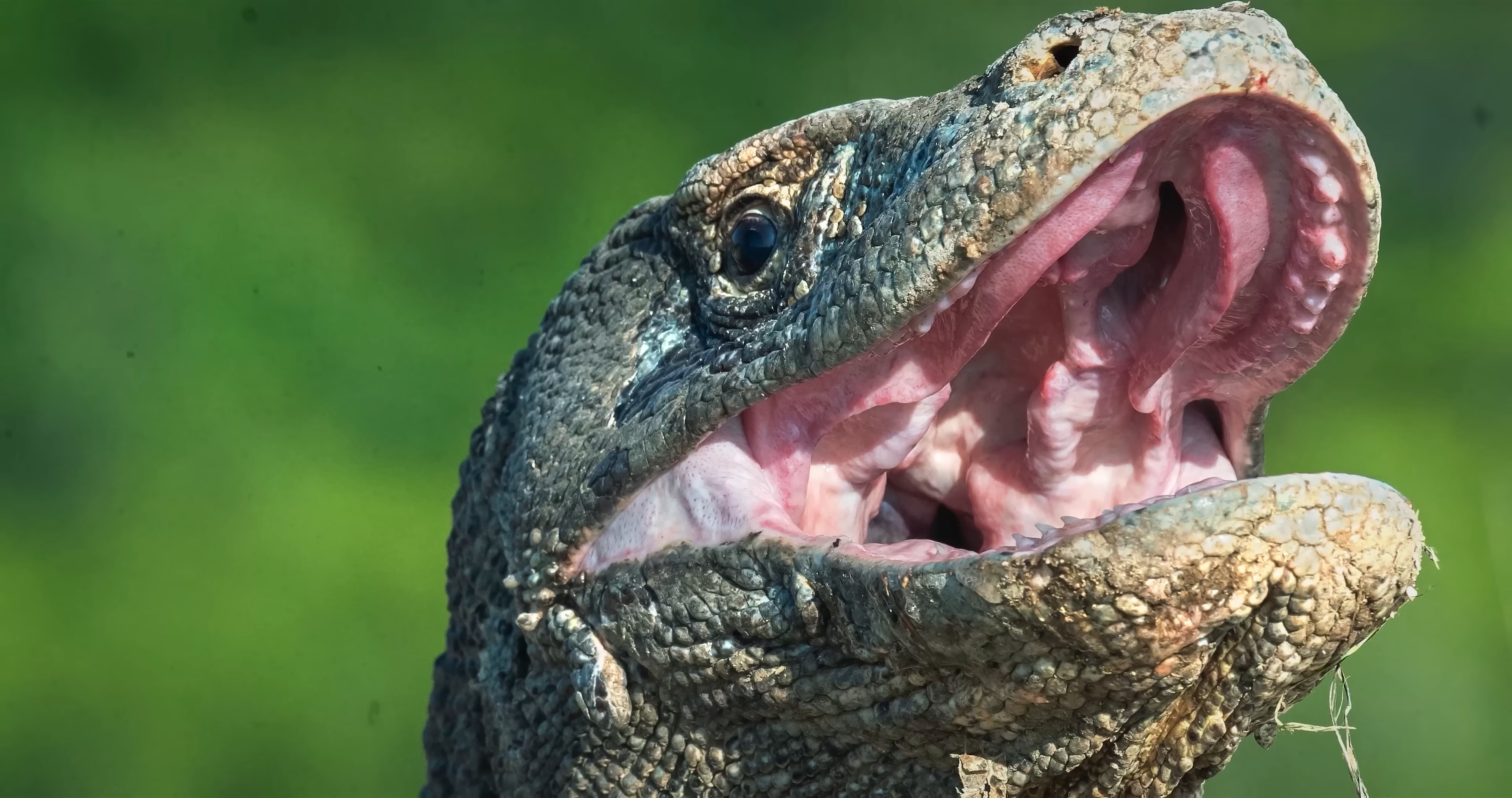 The disturbing discovery hidden inside a Komodo dragon’s mouth