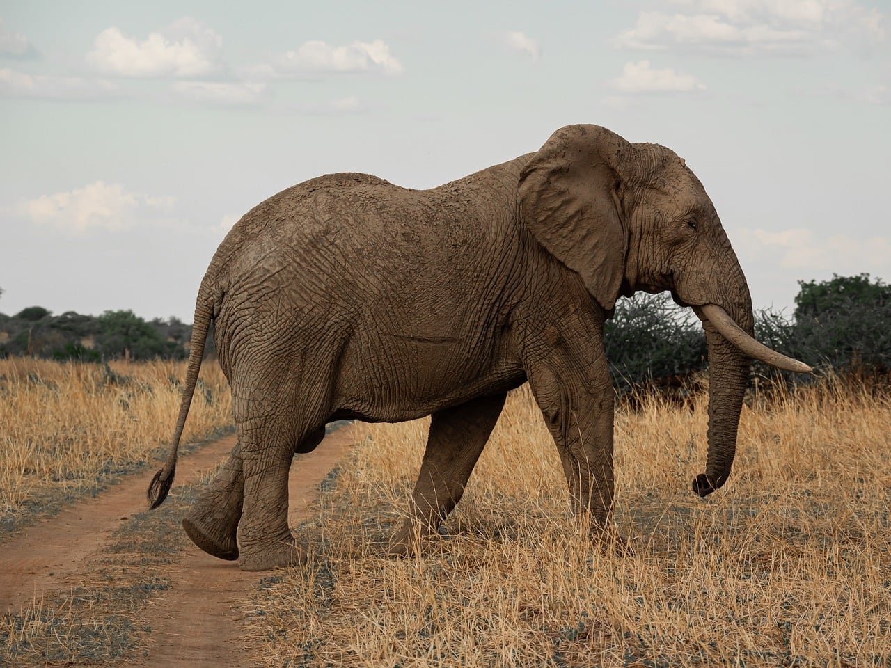 10 wild animals you don’t want to encounter unprepared