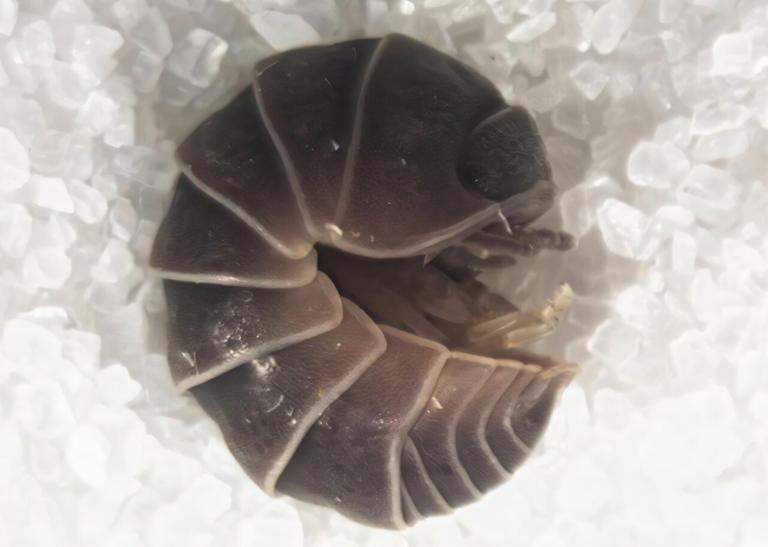 Streetlights trigger bizarre 'death spirals' in thousands of isopods ...