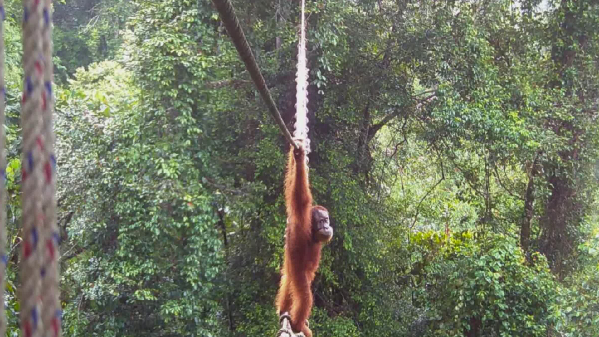 First footage of Sumatran orangutan crossing rope bridge provides new ...