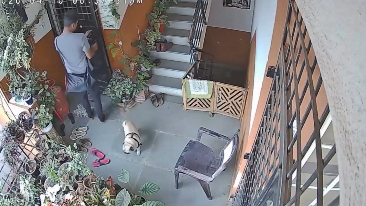 Pug unintentionally escapes outside and gets carried back inside in ...