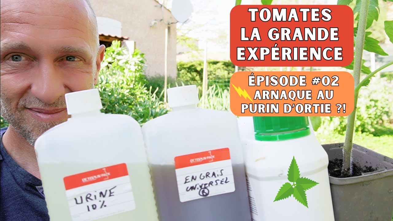 J'ai testé le purin d'orties sur mes tomates 🍅