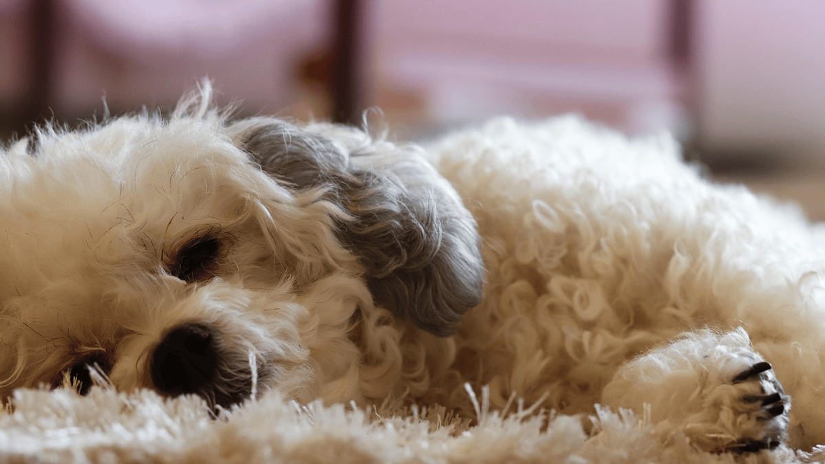 9 signs of stress in dogs that many mistake for bad behavior (and ...