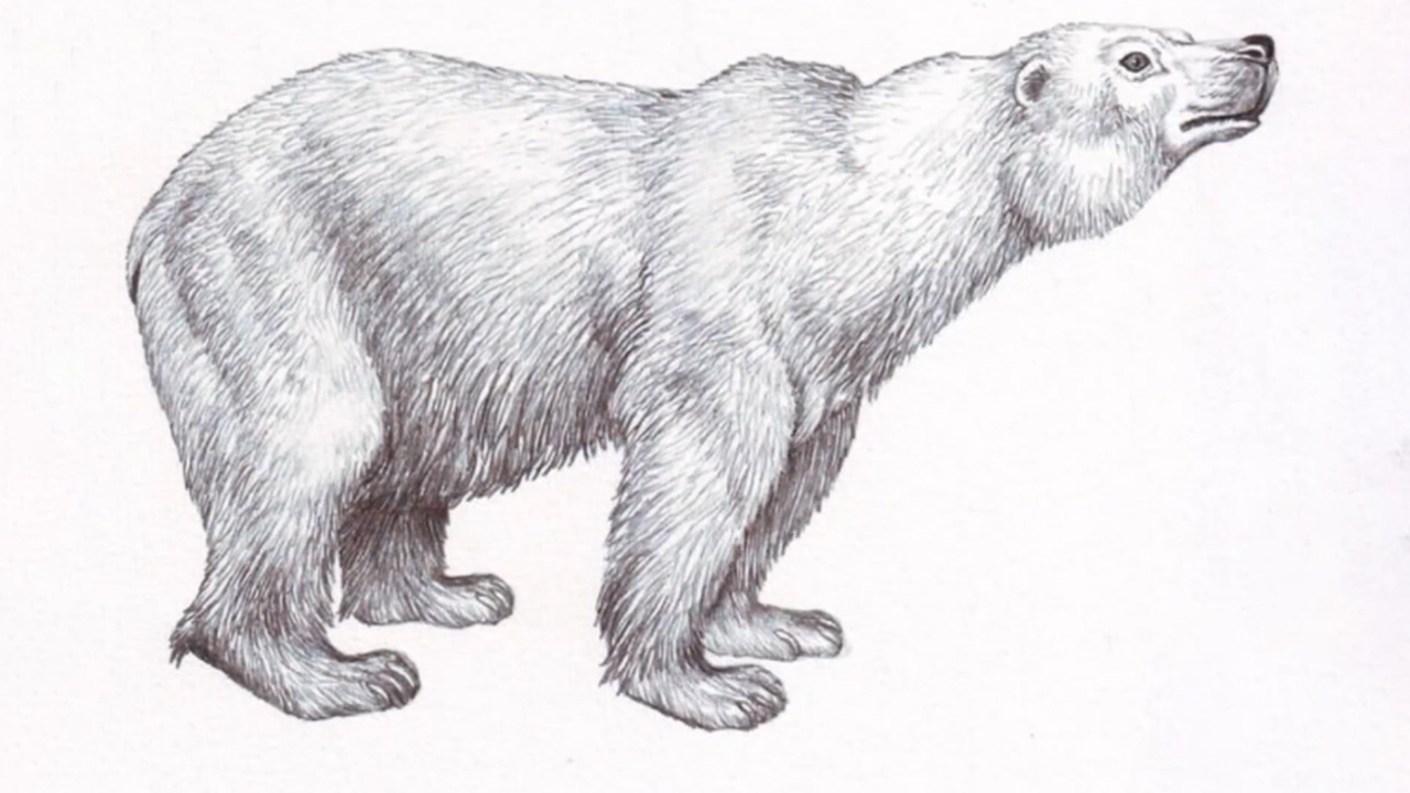 Learn to draw a polar bear with detailed features and stunning realism