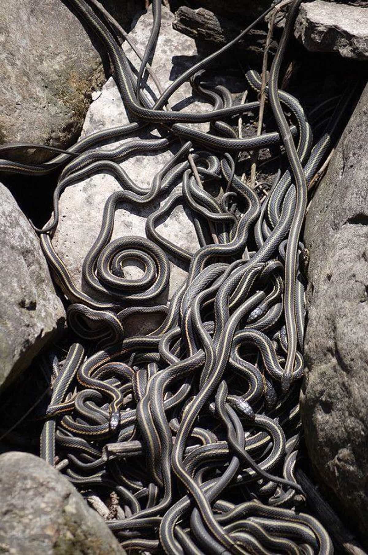 Horrifying things found inside walls
