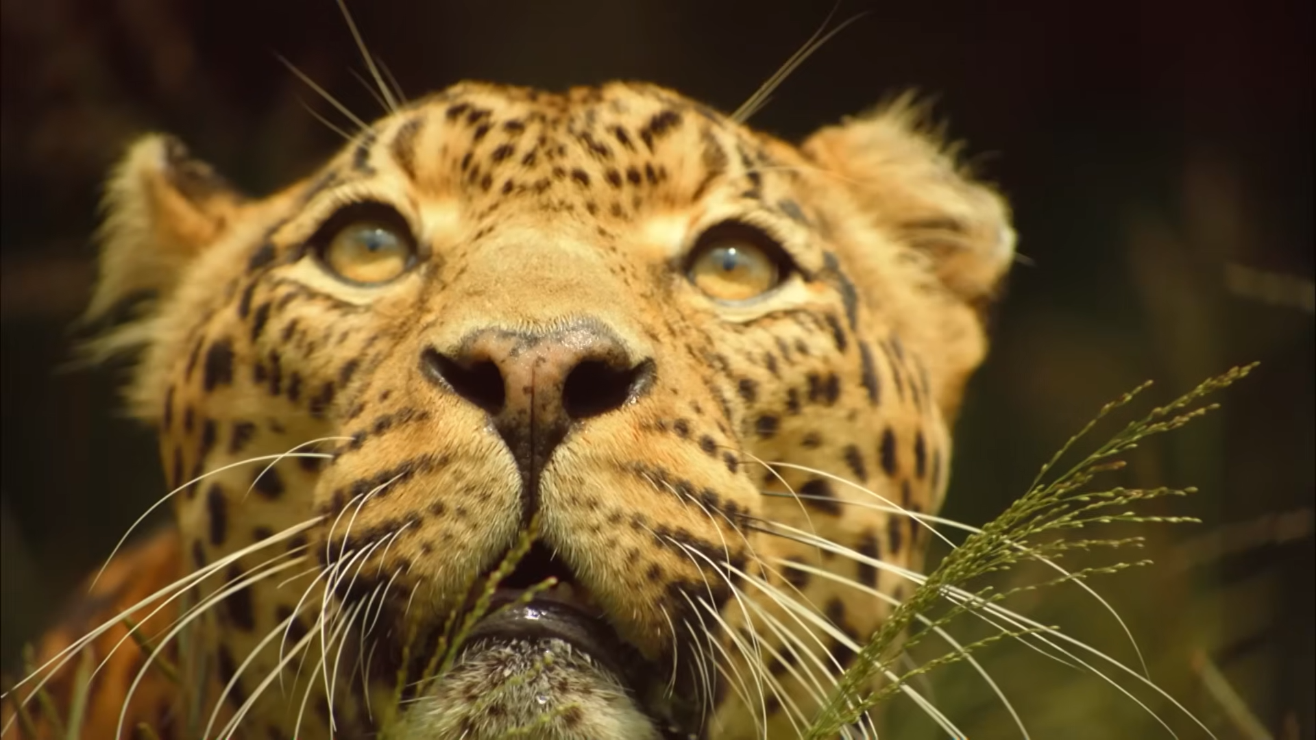 In the jungle... survival means someone has to die