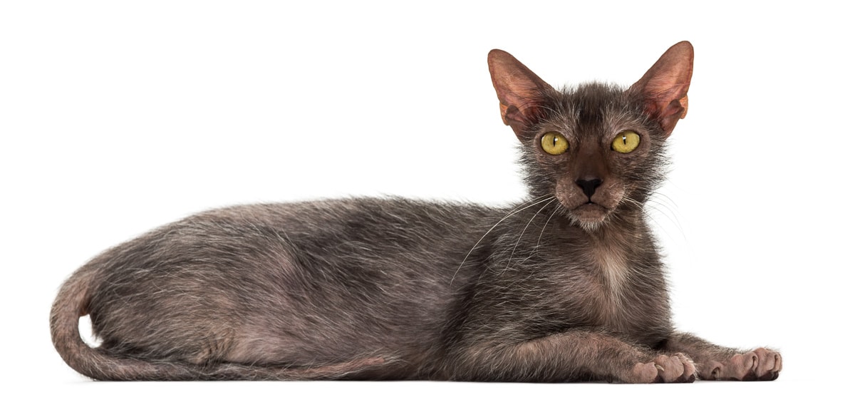 These cat breeds look a little odd — and their owners wouldn’t have it ...