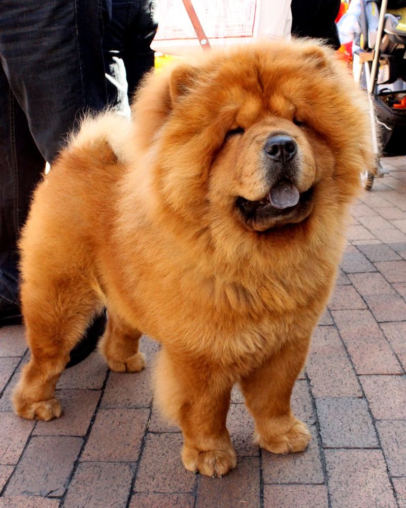 These 12 rare dogs could easily be mistaken for bears