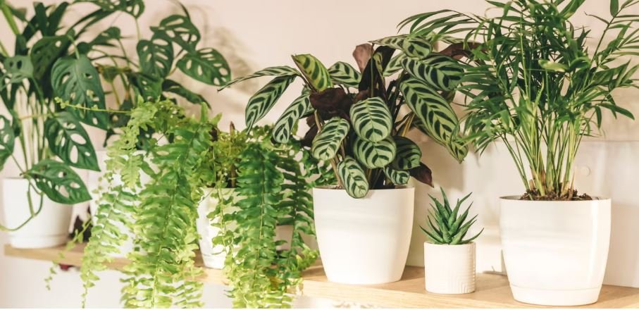 7 houseplants that actually thrive better with less light