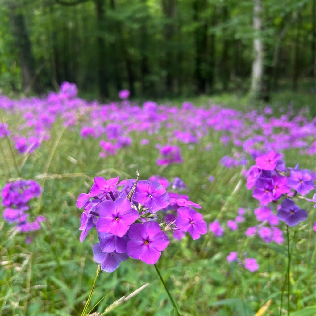 Natchez Trace in spring: Wildflowers, woods, and a few surprises