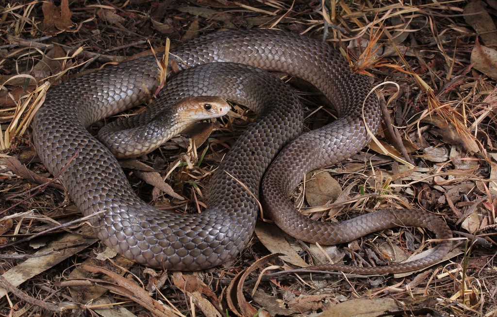 Deadliest snakes native to the Australian outback