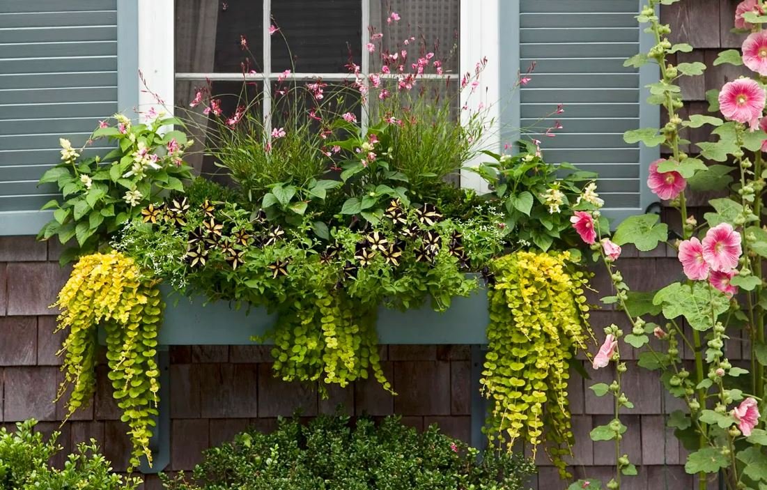 Transform your home with cascading plants