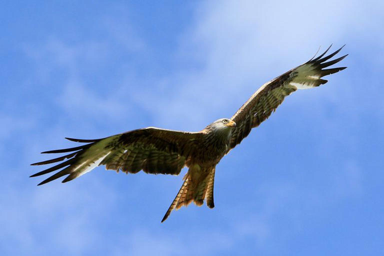 1 in 4 Brits can’t tell a robin from a red kite - despite rise in ...