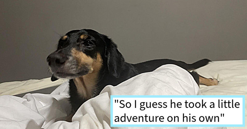 Senior soul dog who ran away after front door was left open found ...