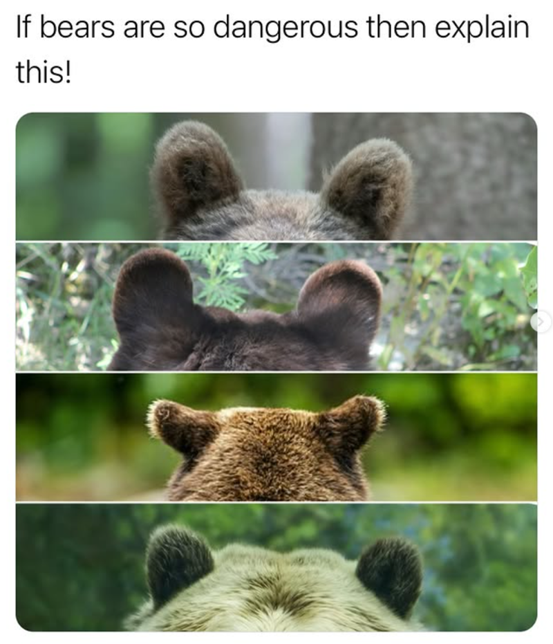 22 fuzzy tumble bear memes for anyone running on growls, grumbles, and ...
