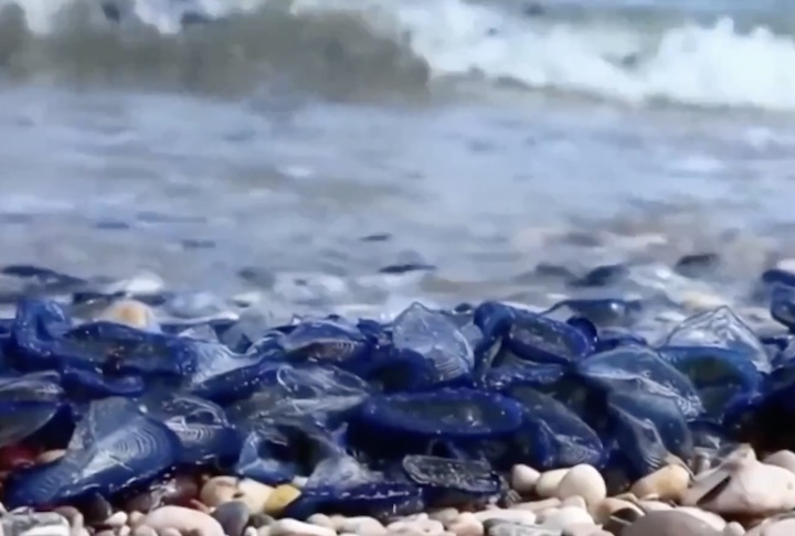 Entenda o que são as 'Velella velella', que intrigaram banhistas em ...